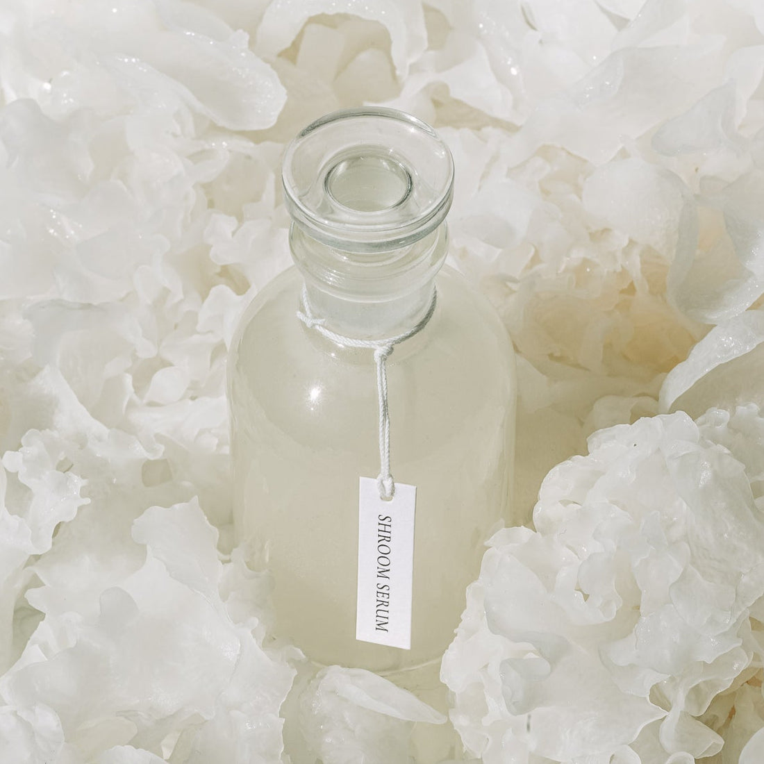 The incredible properties of the Snow Fungus (Tremella Fuciformis ...